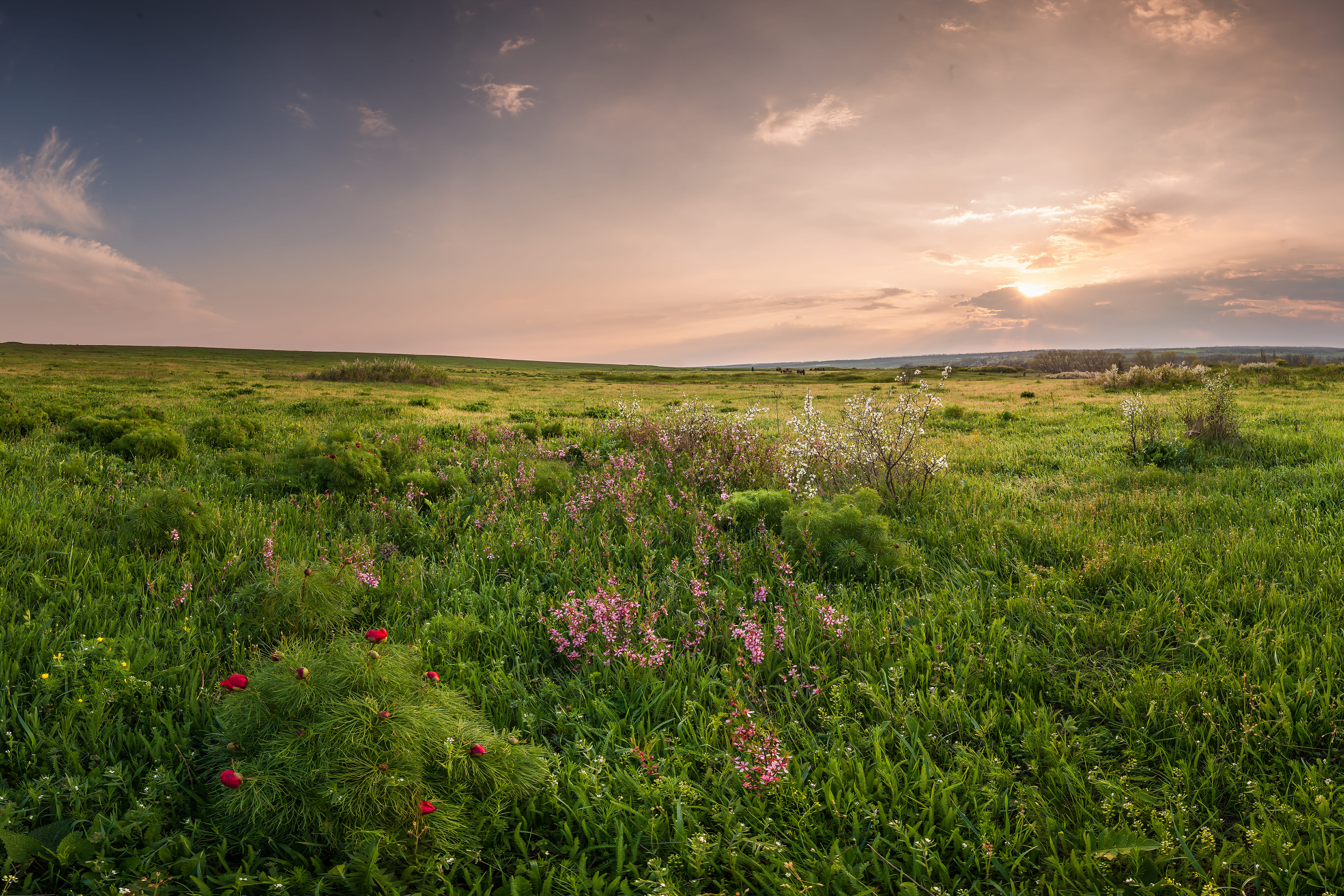 Sustainable Alternatives to Lawns and Grass - Modernize Sustainable Alternatives to Lawns and Grass - Modernize