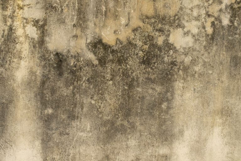 Mold Removal Costs by Location In the Home & Type of Mold